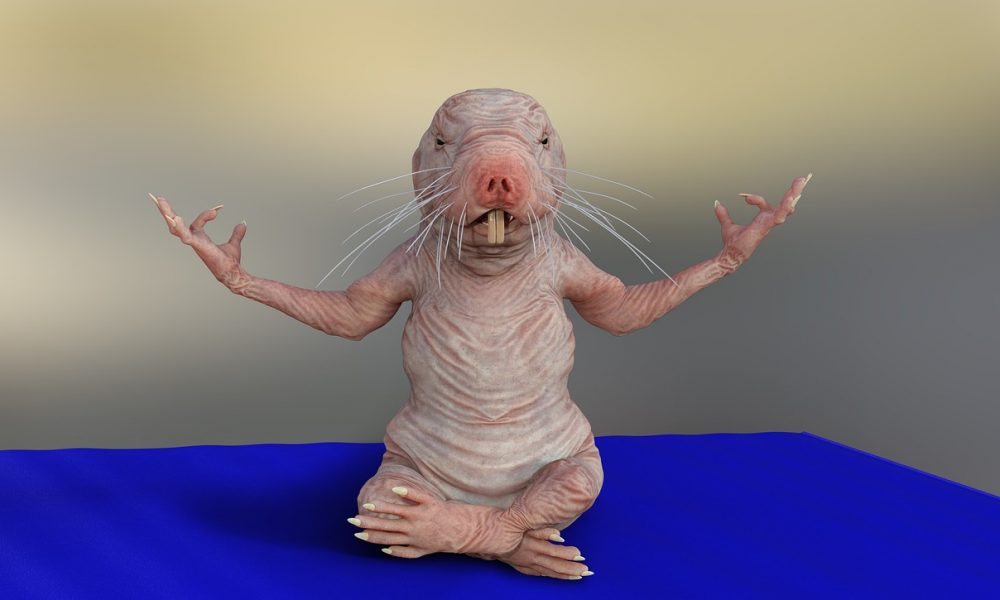 Die faszinierende Welt der hässlichen Tiere: Top 10 der hässlichsten ...